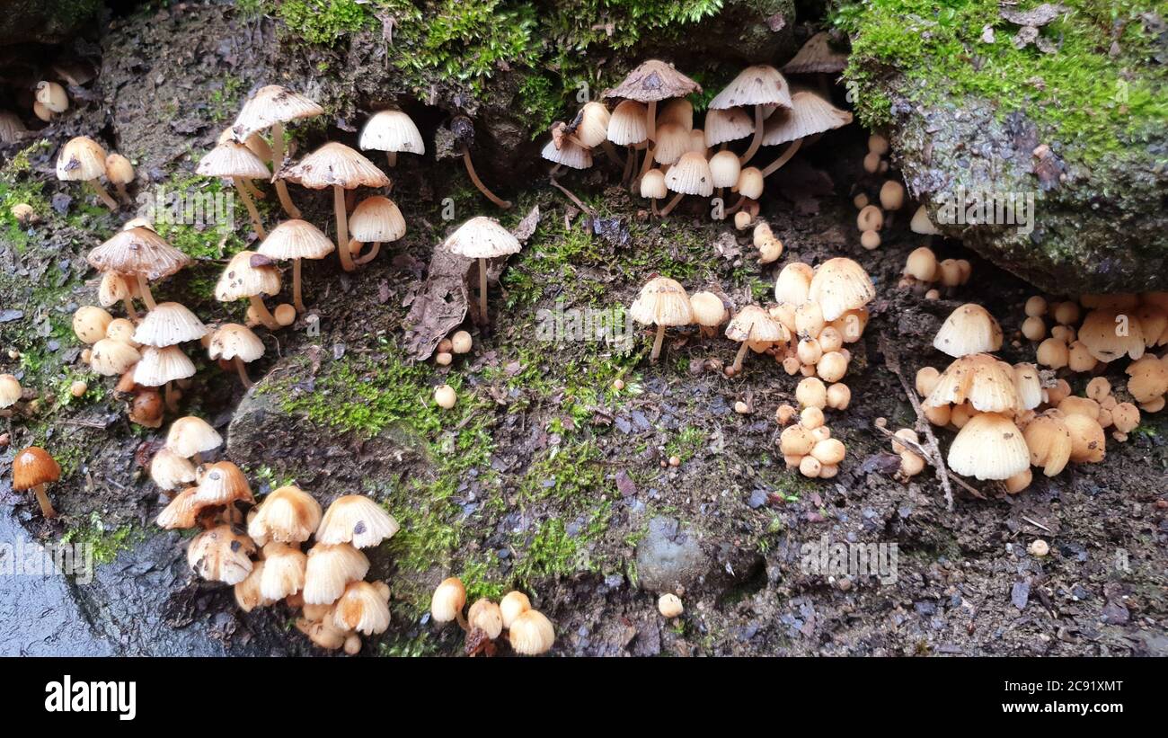 Mushrooms get disgusting WAY before they sprout other fungi. Interested ...