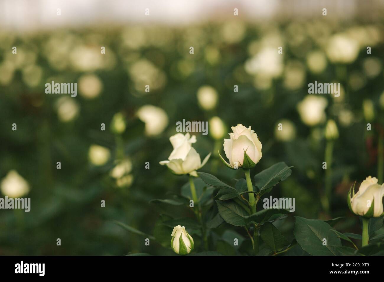 White roses grow in greenhouse. Plantation of rose inside Stock Photo ...
