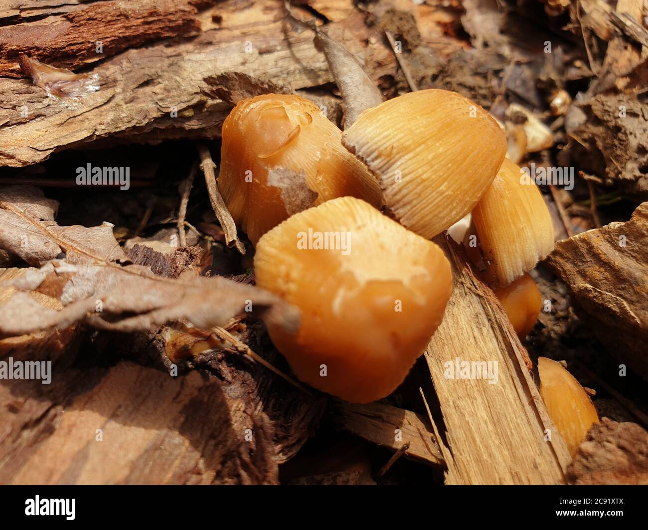 Mushrooms get disgusting WAY before they sprout other fungi. Interested ...