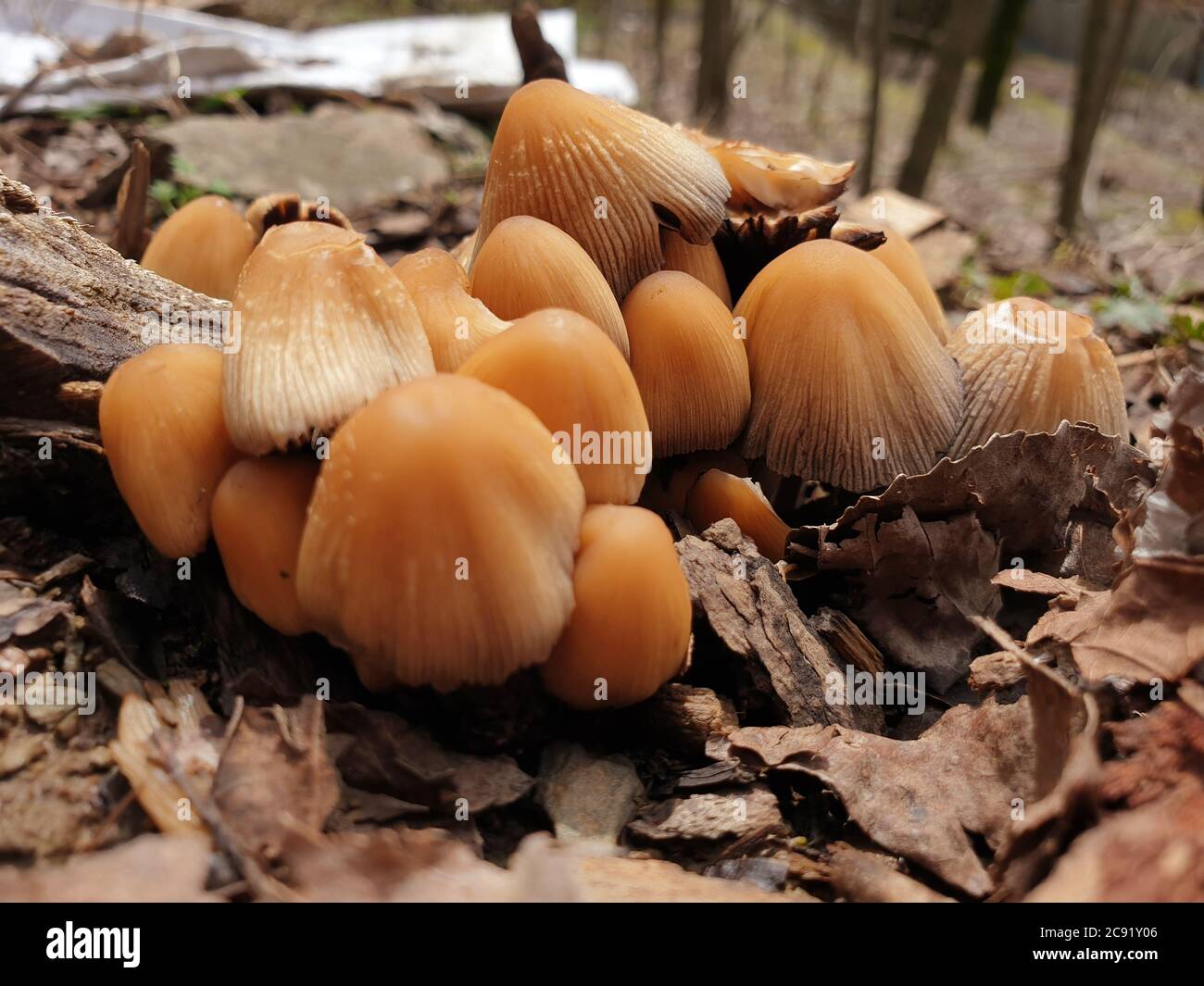 Mushrooms get disgusting WAY before they sprout other fungi. Interested ...