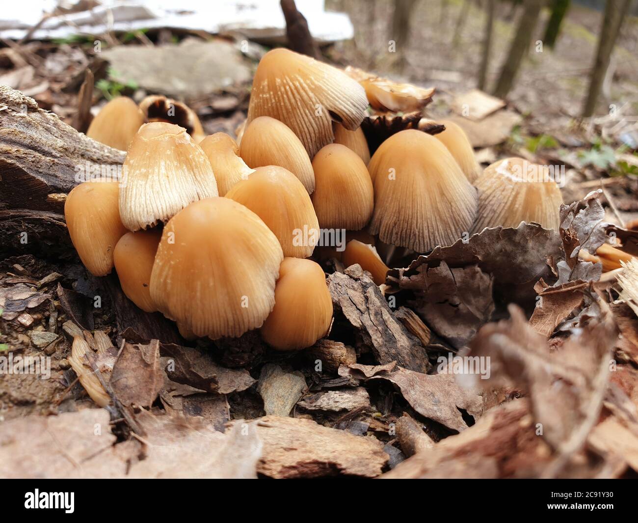 Mushrooms get disgusting WAY before they sprout other fungi. Interested ...