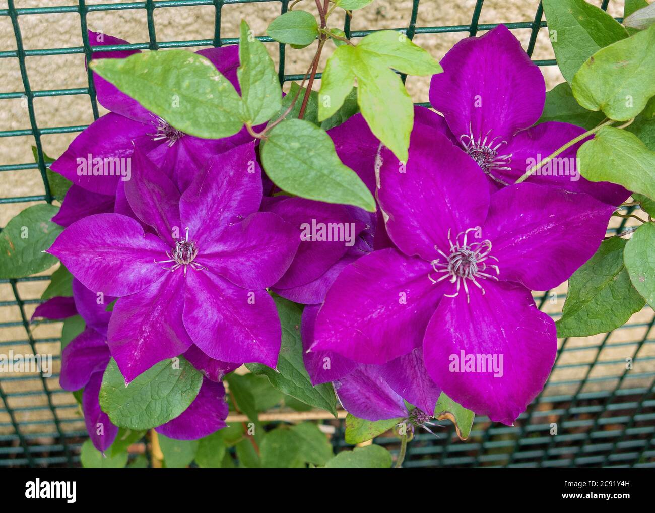 Large dark purple clematis flower hi-res stock photography and images ...