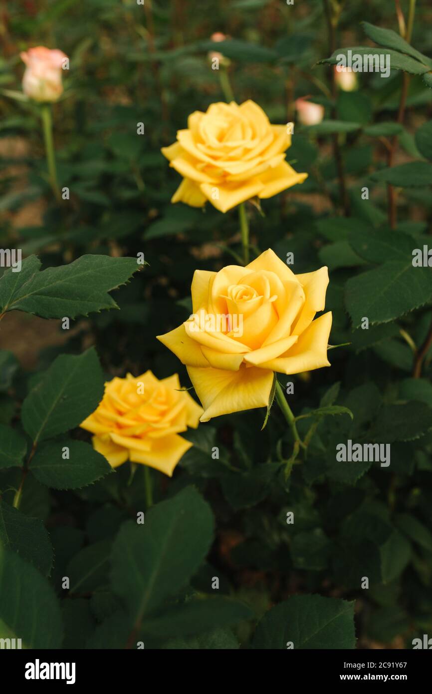Greenhouse growing roses hi-res stock photography and images - Alamy