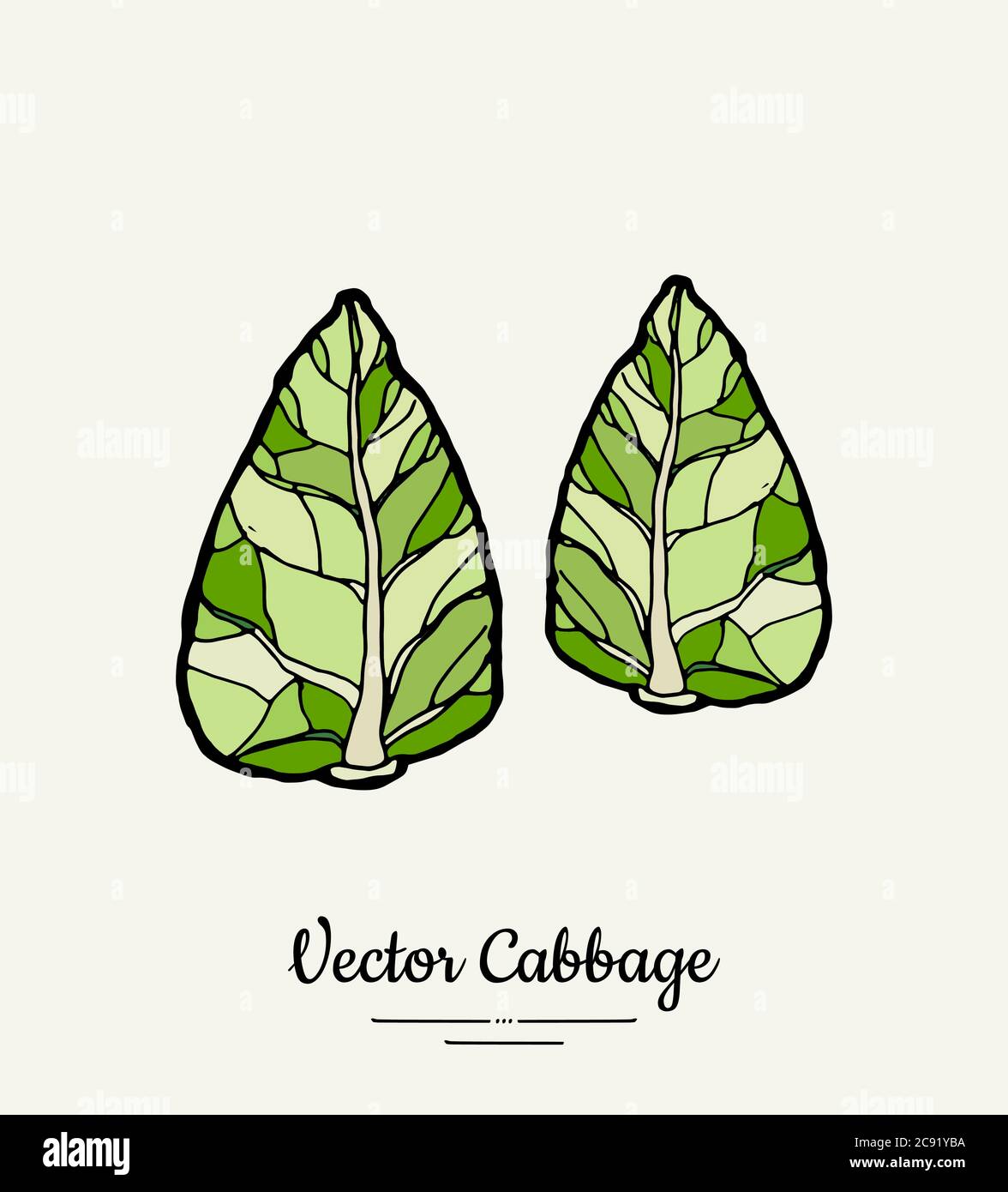 Chinese leaf cabbage hand drawn illustration. Isolated green cabbage ...