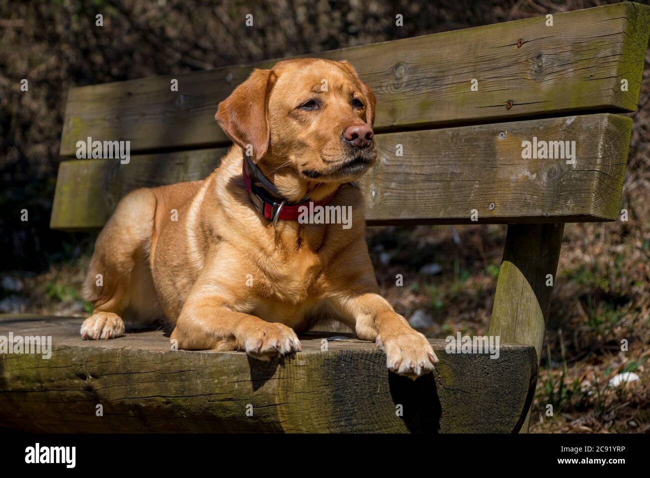Fox red labrador retriever hi-res stock photography and images - Alamy