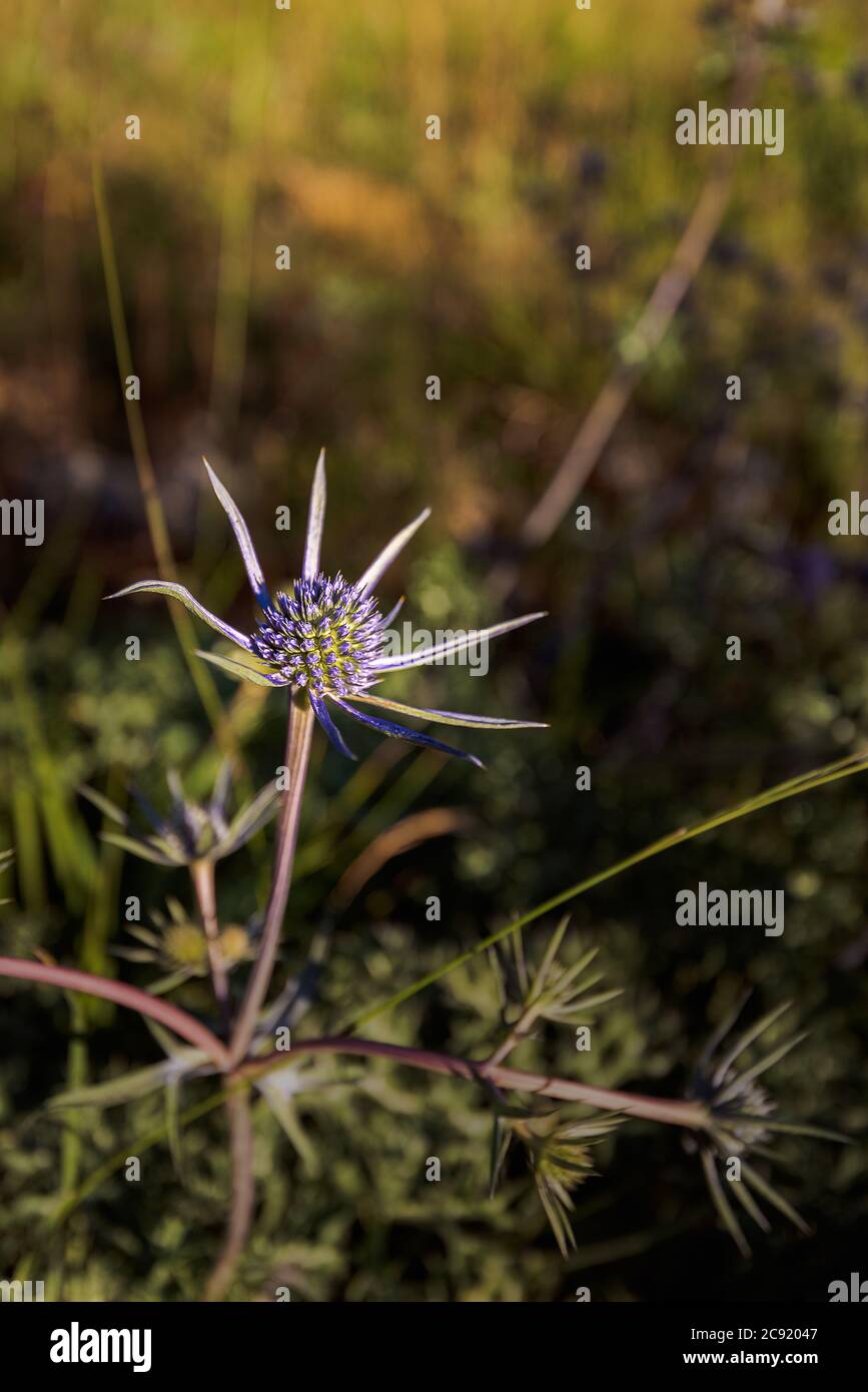 pretty blue purple wild flower, eryngium bourgatii, flowering in summer ...