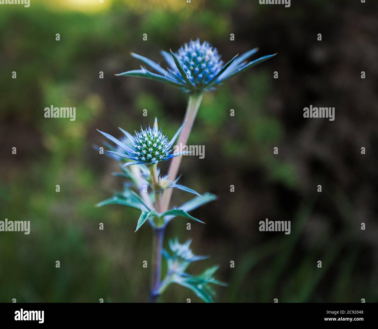 pretty blue purple wild flower, eryngium bourgatii, flowering in summer ...