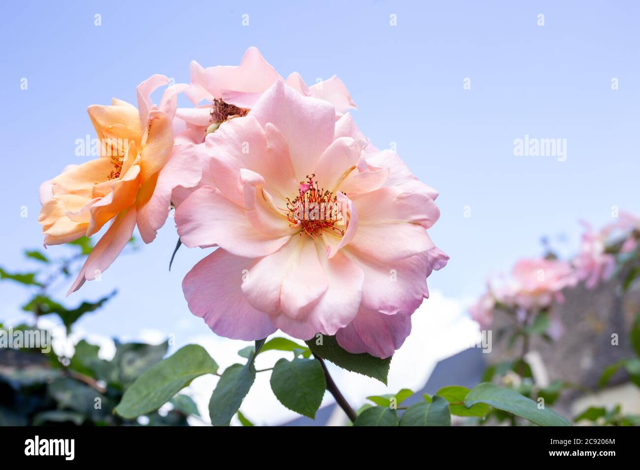 soft pink roses against blue sky. Garden flower, daylight Stock Photo ...