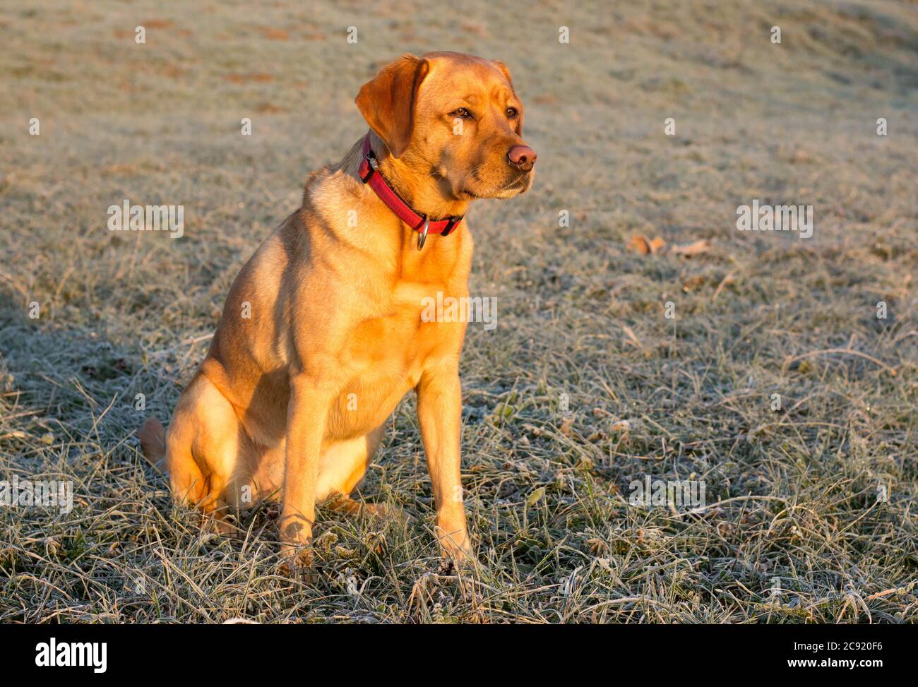 Yellow fox red labrador retriever dog sitting on frozen grass in the ...