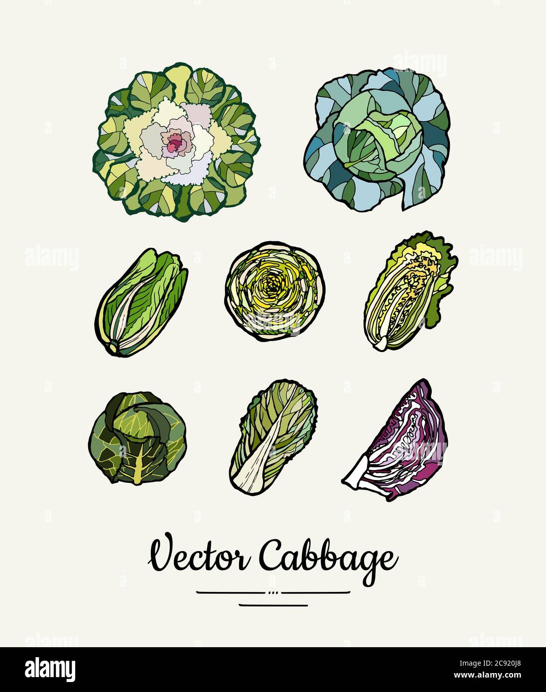 Cabbage hand drawn illustration set. Modern illustration of cabbage ...