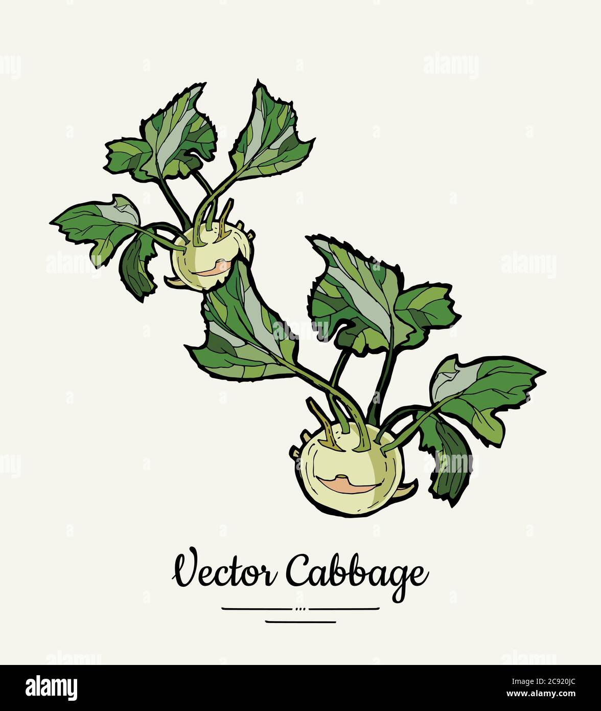 Kohlrabi drawing hi-res stock photography and images - Alamy