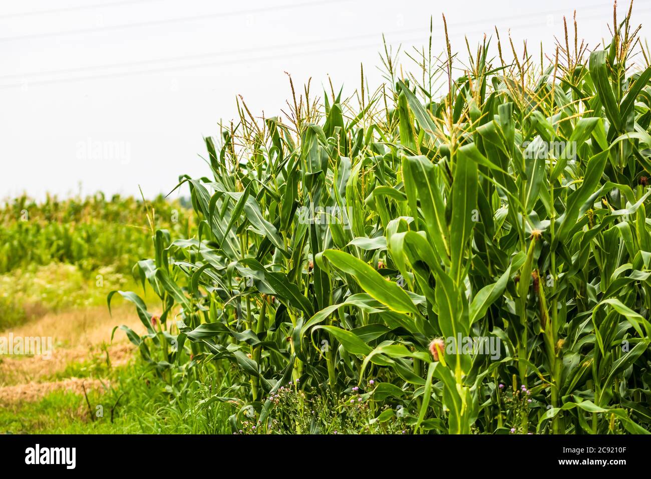 Sun lights over a green corn field growing, detail of green corn on ...