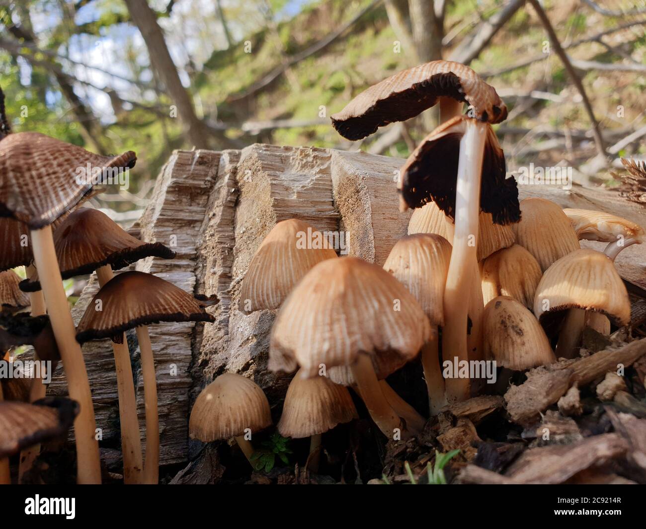 Mushrooms get disgusting WAY before they sprout other fungi. Interested ...