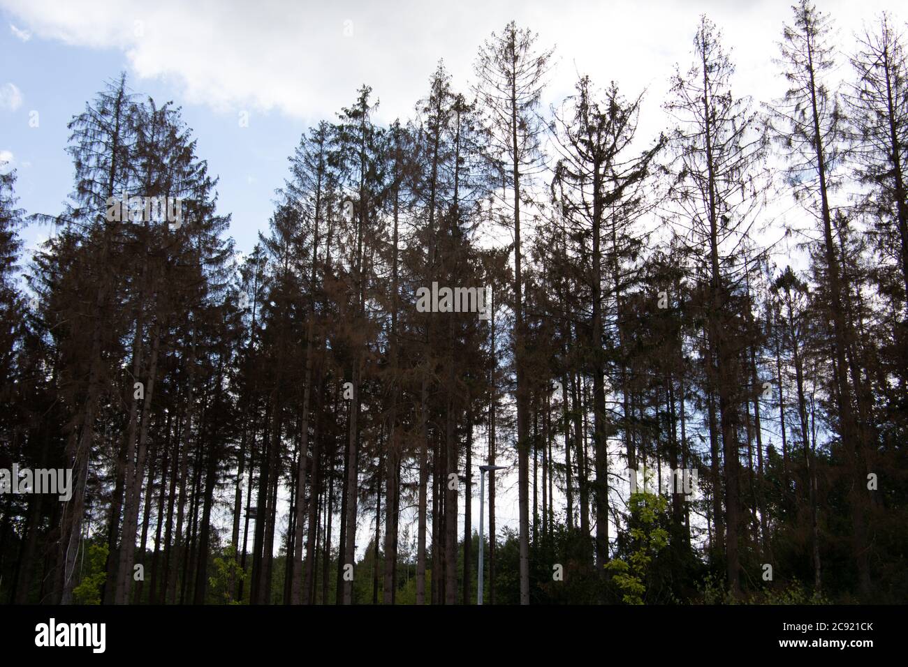 Sections of forest affected by forest die-off with conifers Stock Photo ...