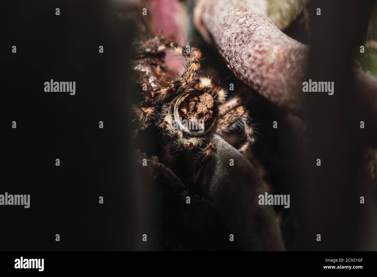 High angle closeup shot of a scary tarantula with long hairy legs and ...