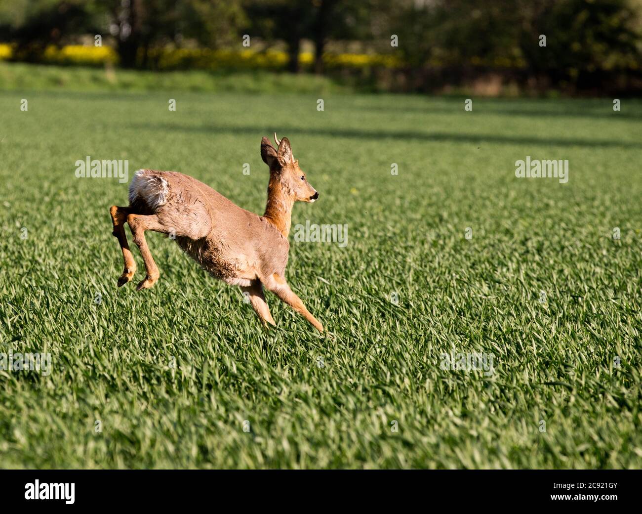 Deer running and jumping on a field. Photo Jeppe Gustafsson Stock Photo ...