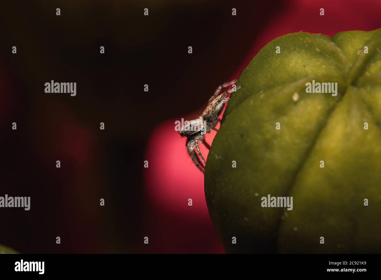 Closeup shot of a small tarantula with hairy legs walking on the ...