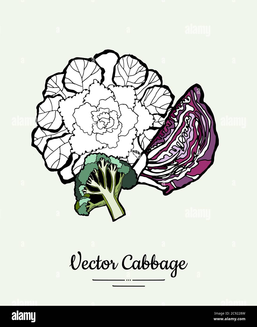 Cabbage hand drawn illustration set. Modern illustration of cabbage ...