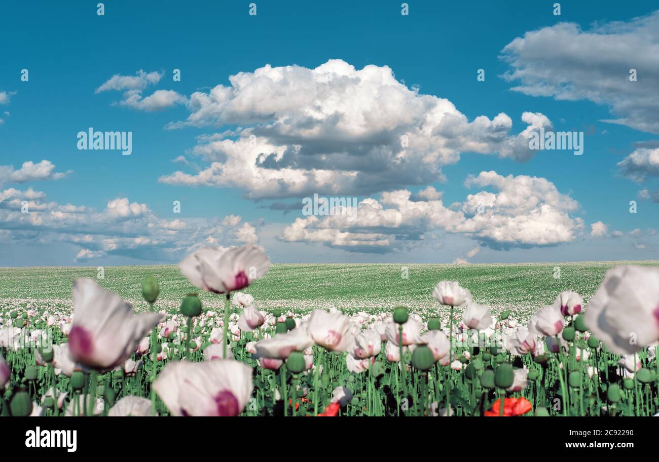 White opium poppy field, in Latin papaver somniferum. Close-up on ...