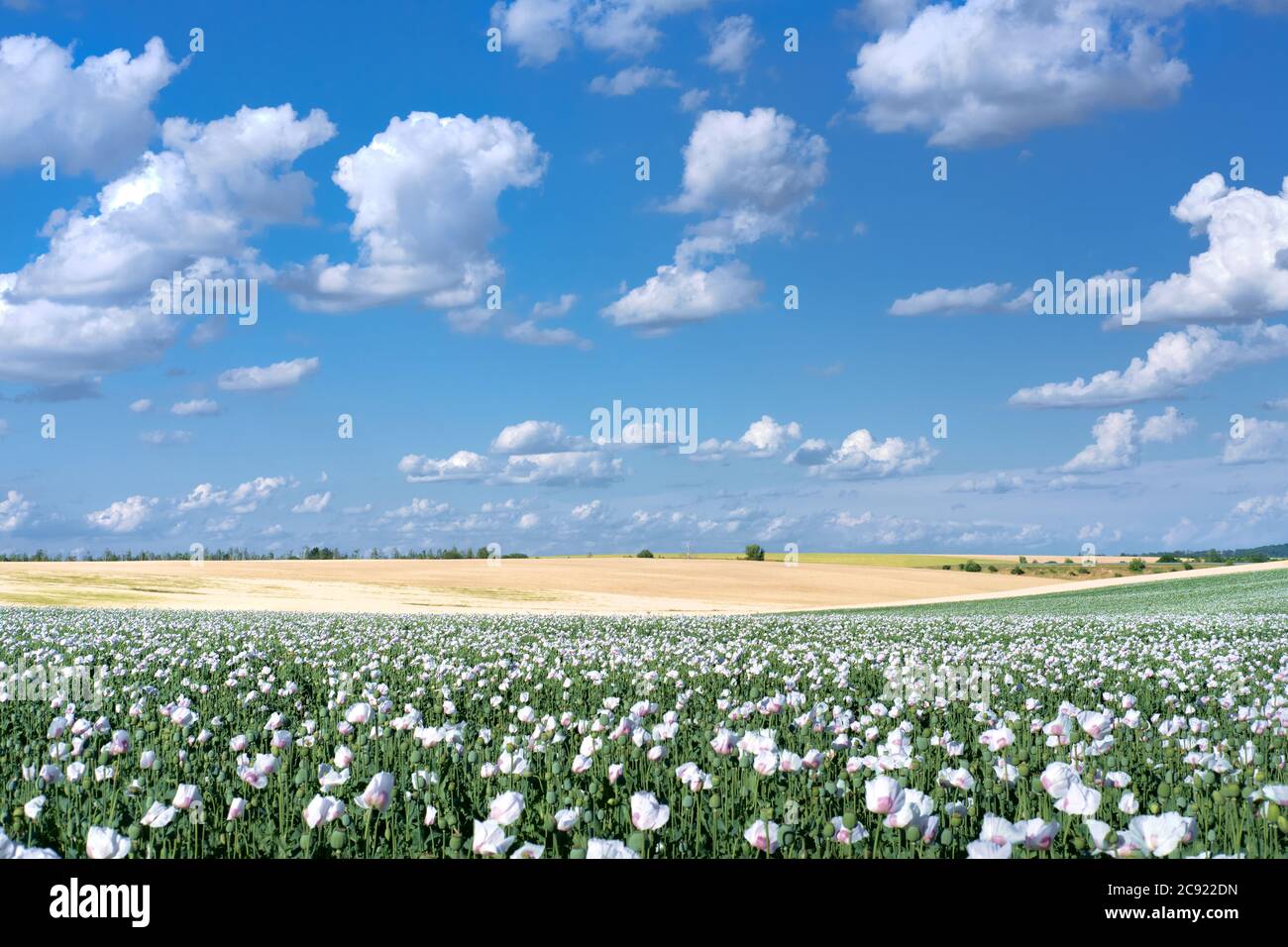 White opium poppy field, in Latin papaver somniferum. Cloudscape, sky ...
