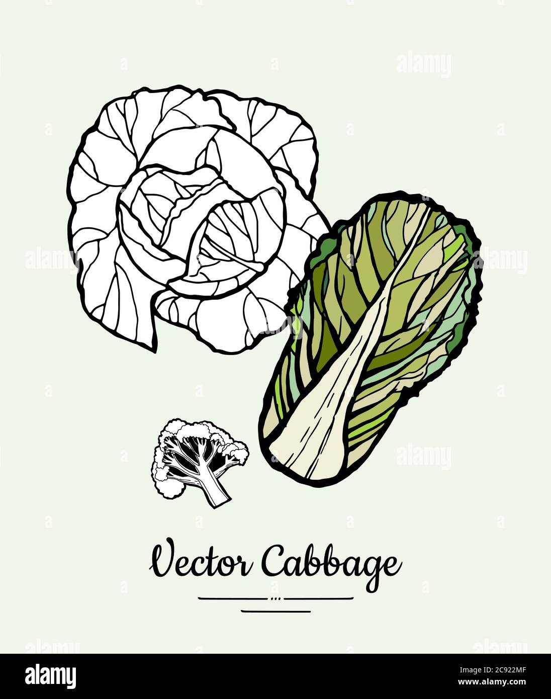 Cabbage hand drawn illustration set. Modern illustration of cabbage ...