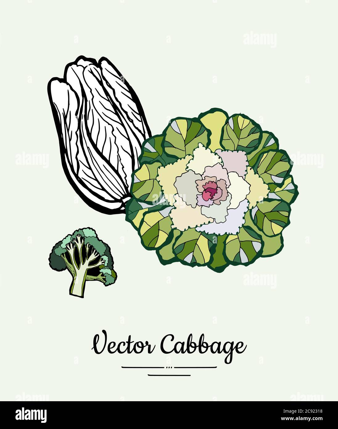 Cabbage hand drawn illustration set. Modern illustration of cabbage ...