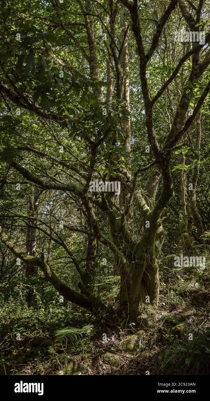 Vertical shot of mossy trees in the forest Stock Photo - Alamy