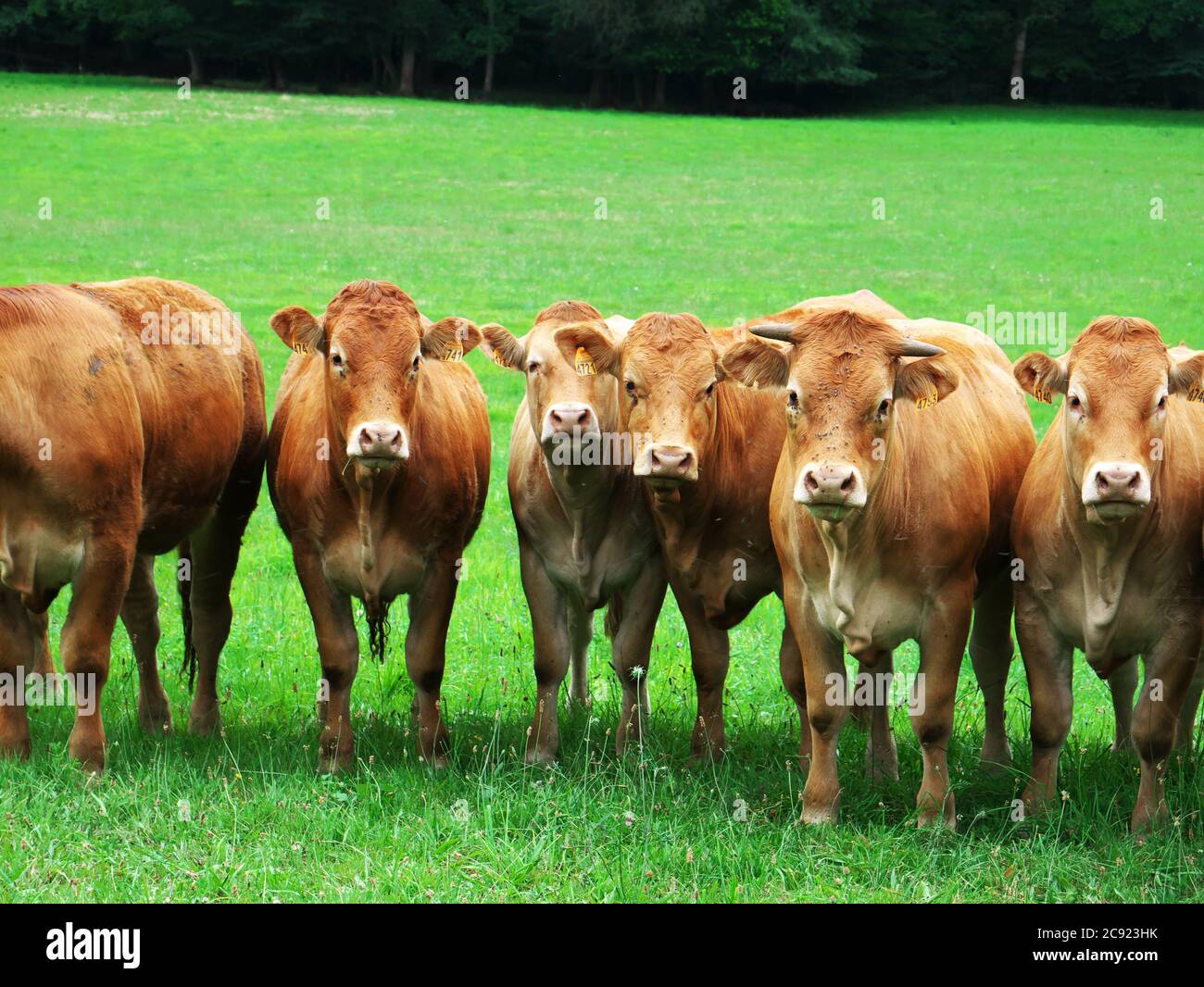 Cattle from French agriculture in the south of France Stock Photo - Alamy