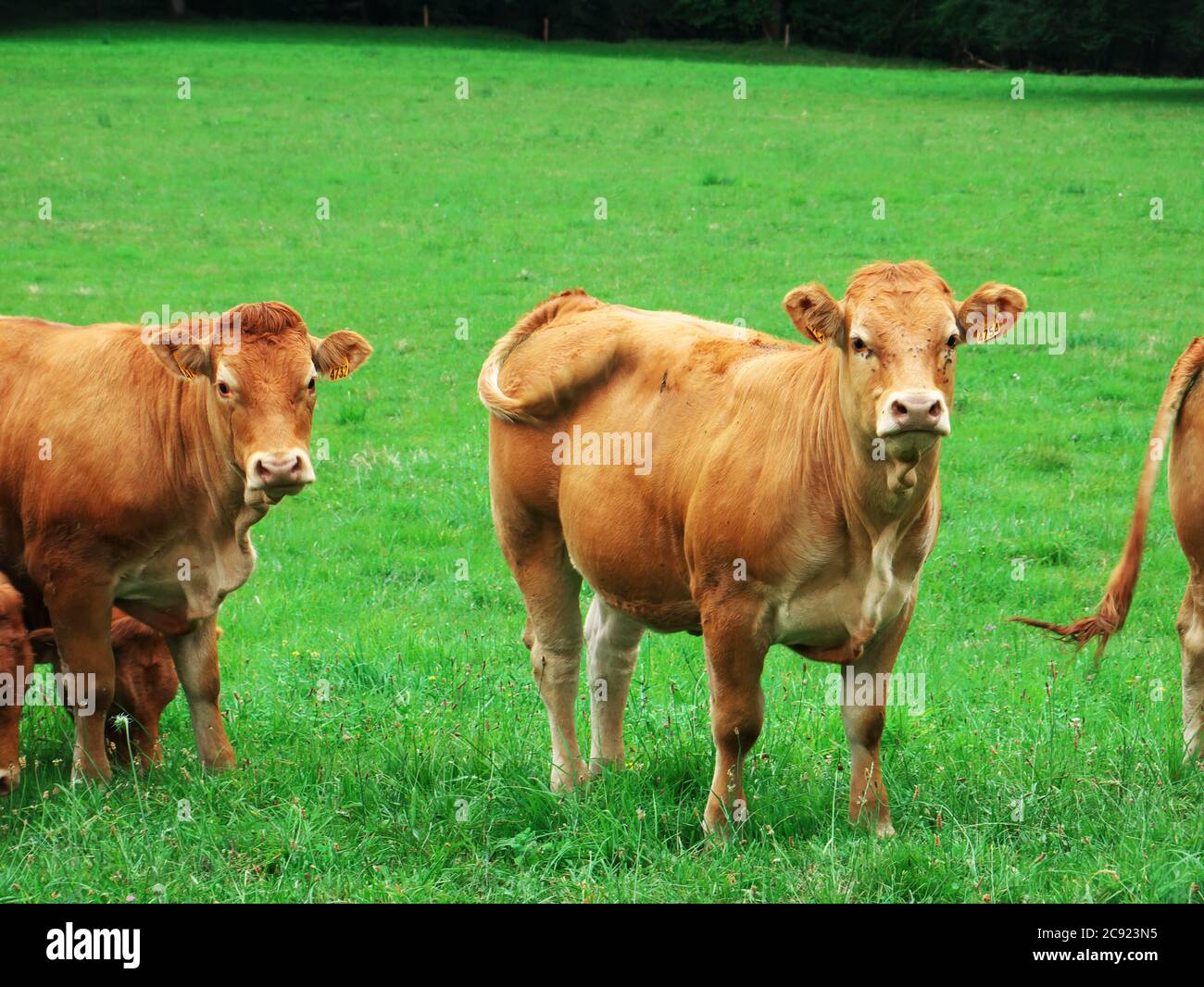 Cattle from French agriculture in the south of France Stock Photo - Alamy