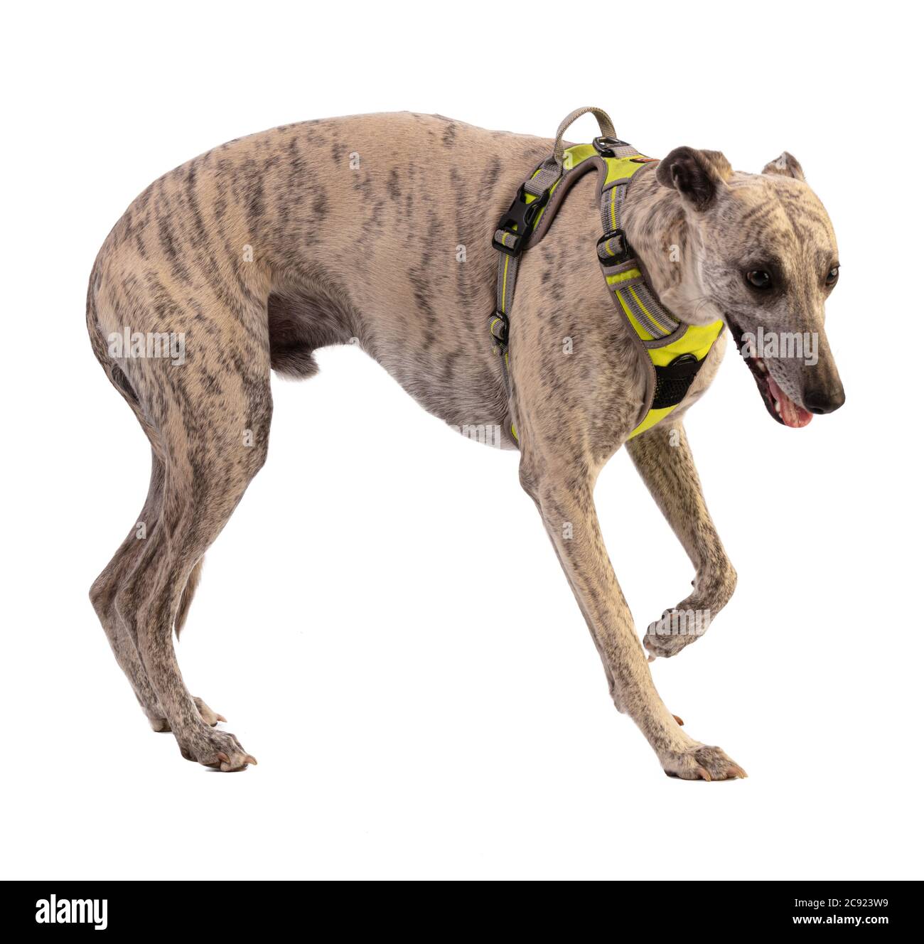 Whippet standing and cut-out on white background Stock Photo - Alamy
