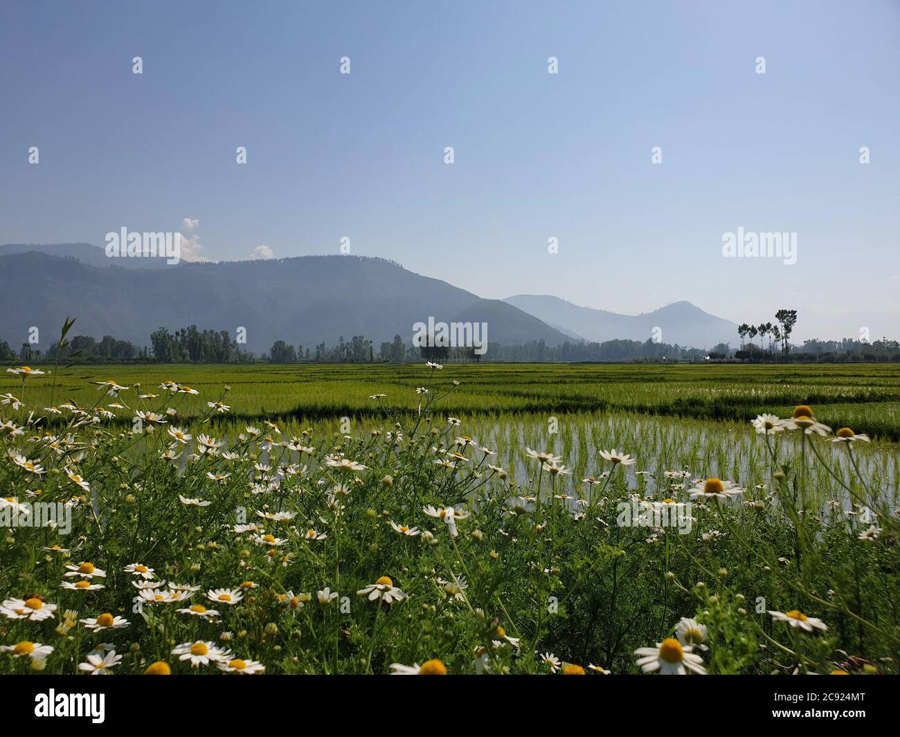 Paddy field in rain hi-res stock photography and images - Alamy