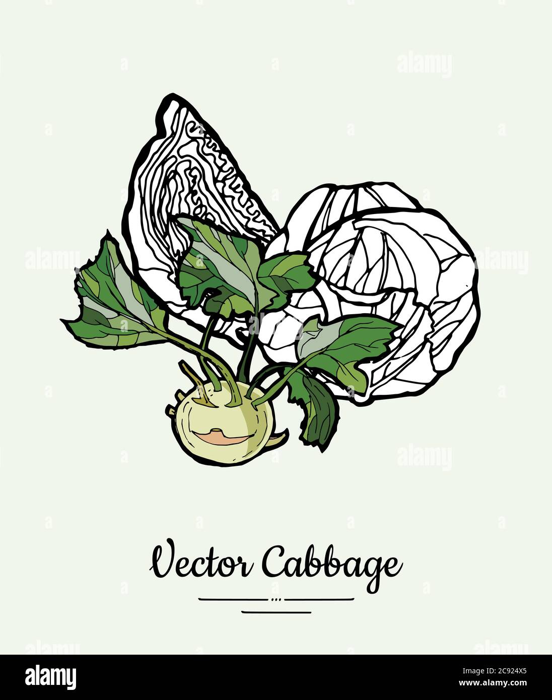 Cabbage hand drawn illustration set. Modern illustration of cabbage ...