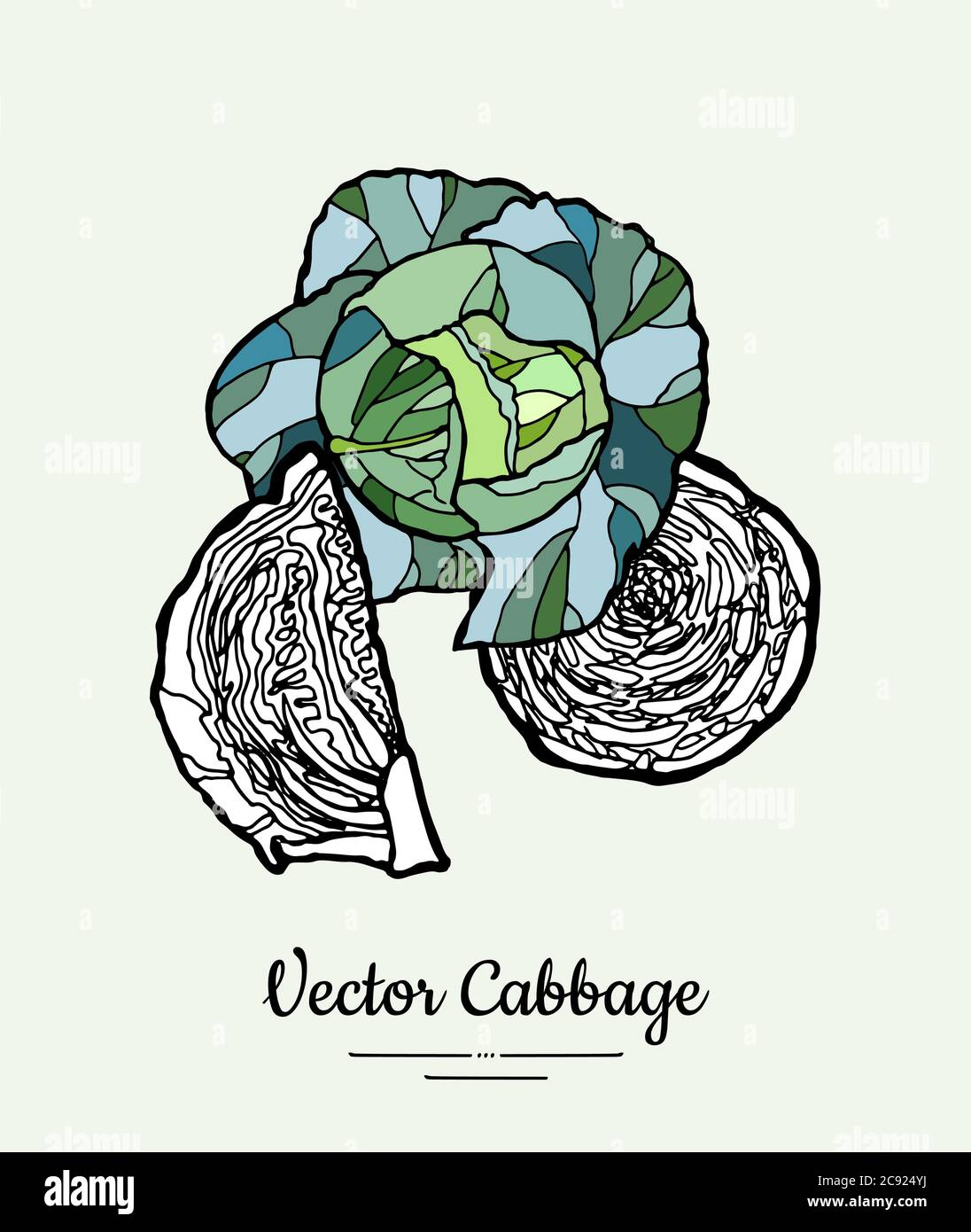 Cabbage hand drawn illustration set. Modern illustration of cabbage ...