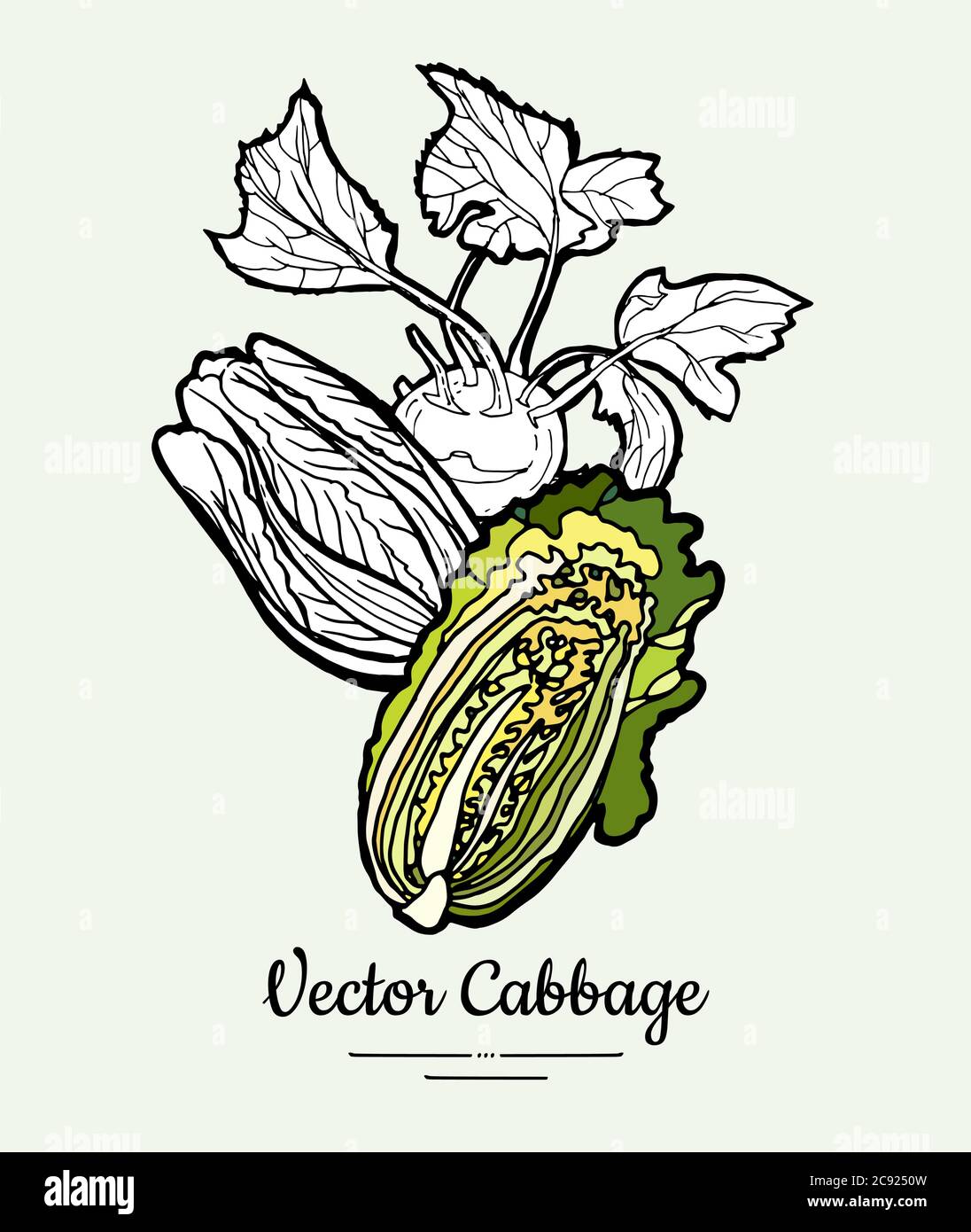 Cabbage hand drawn illustration set. Modern illustration of cabbage ...