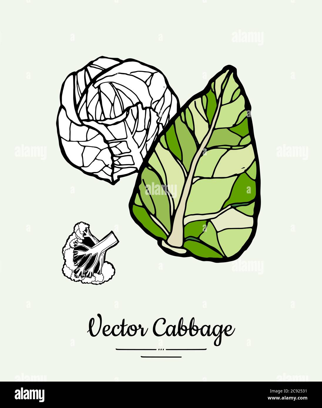 Cabbage hand drawn illustration set. Modern illustration of cabbage ...