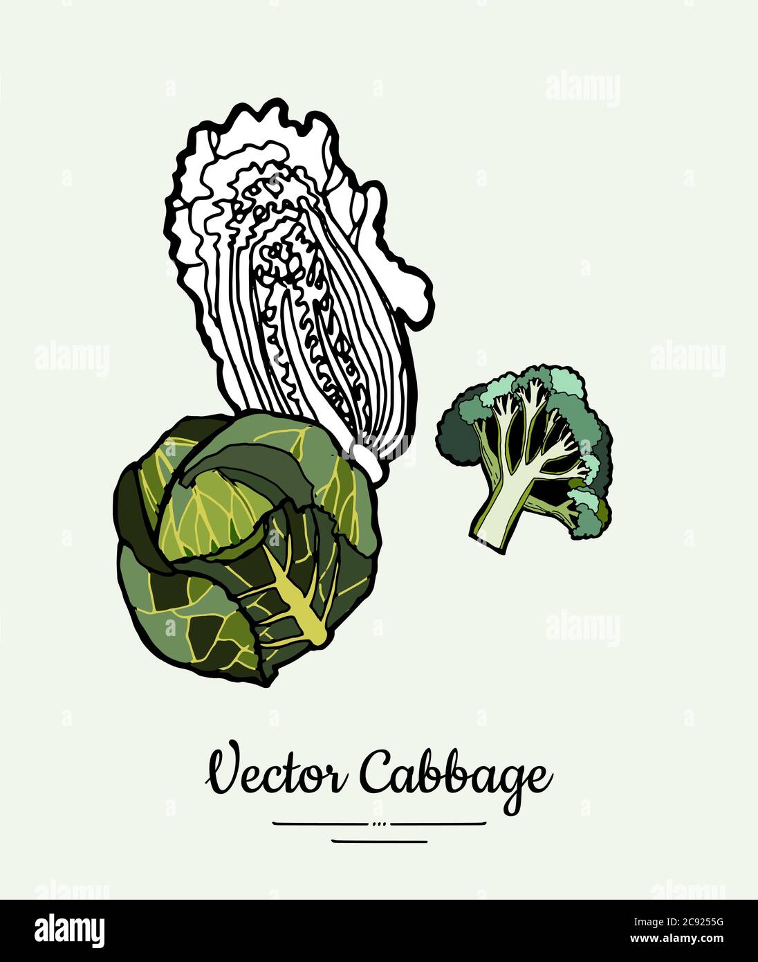 Cabbage hand drawn illustration set. Modern illustration of cabbage ...