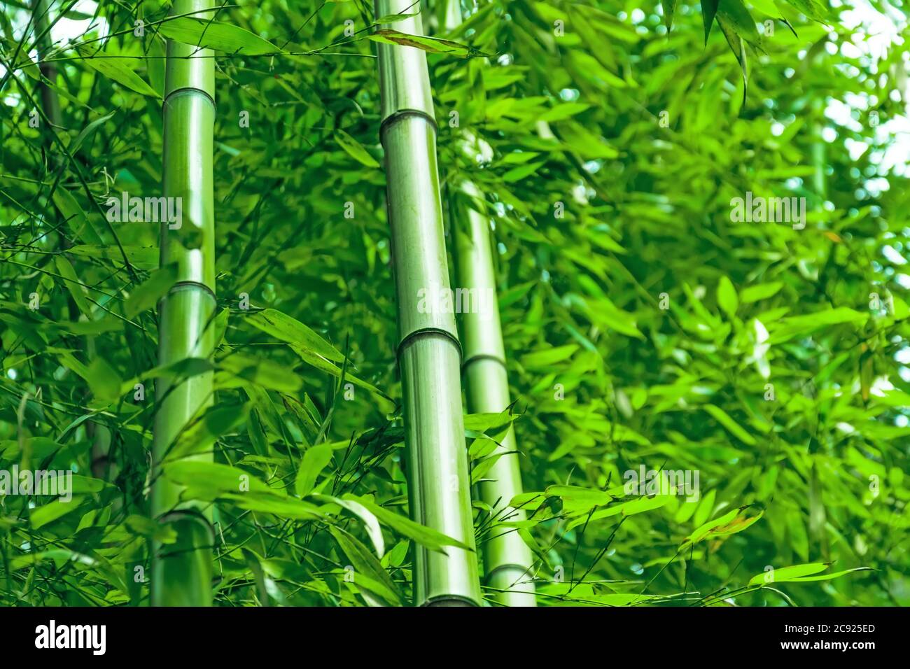 Dense leaves hi-res stock photography and images - Alamy