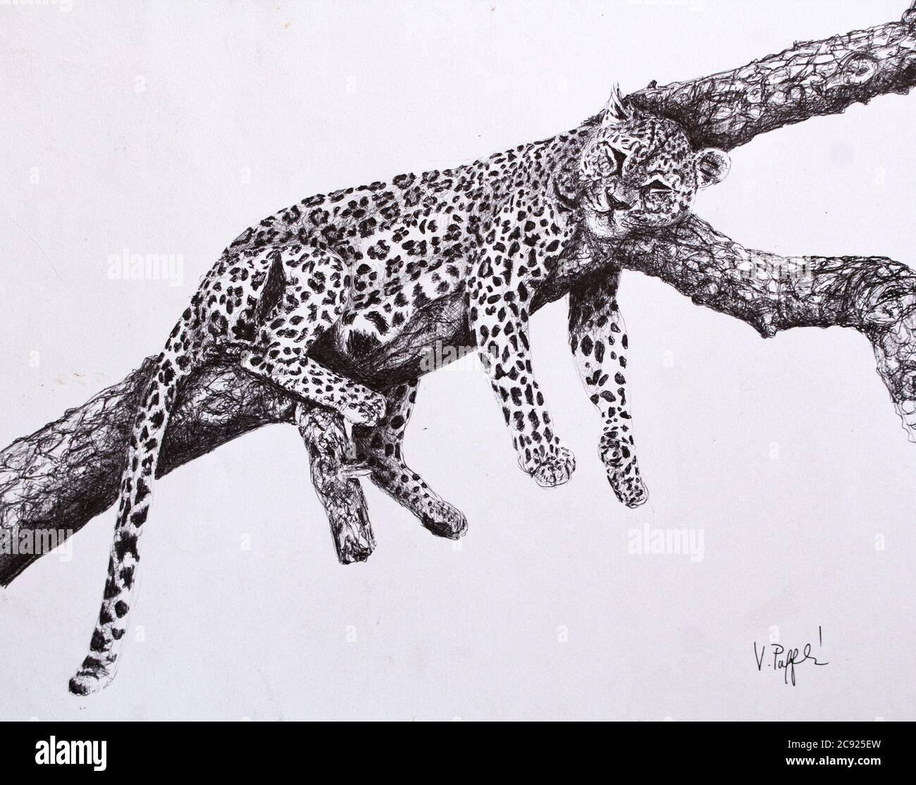 Leopard In A Tree Drawing
