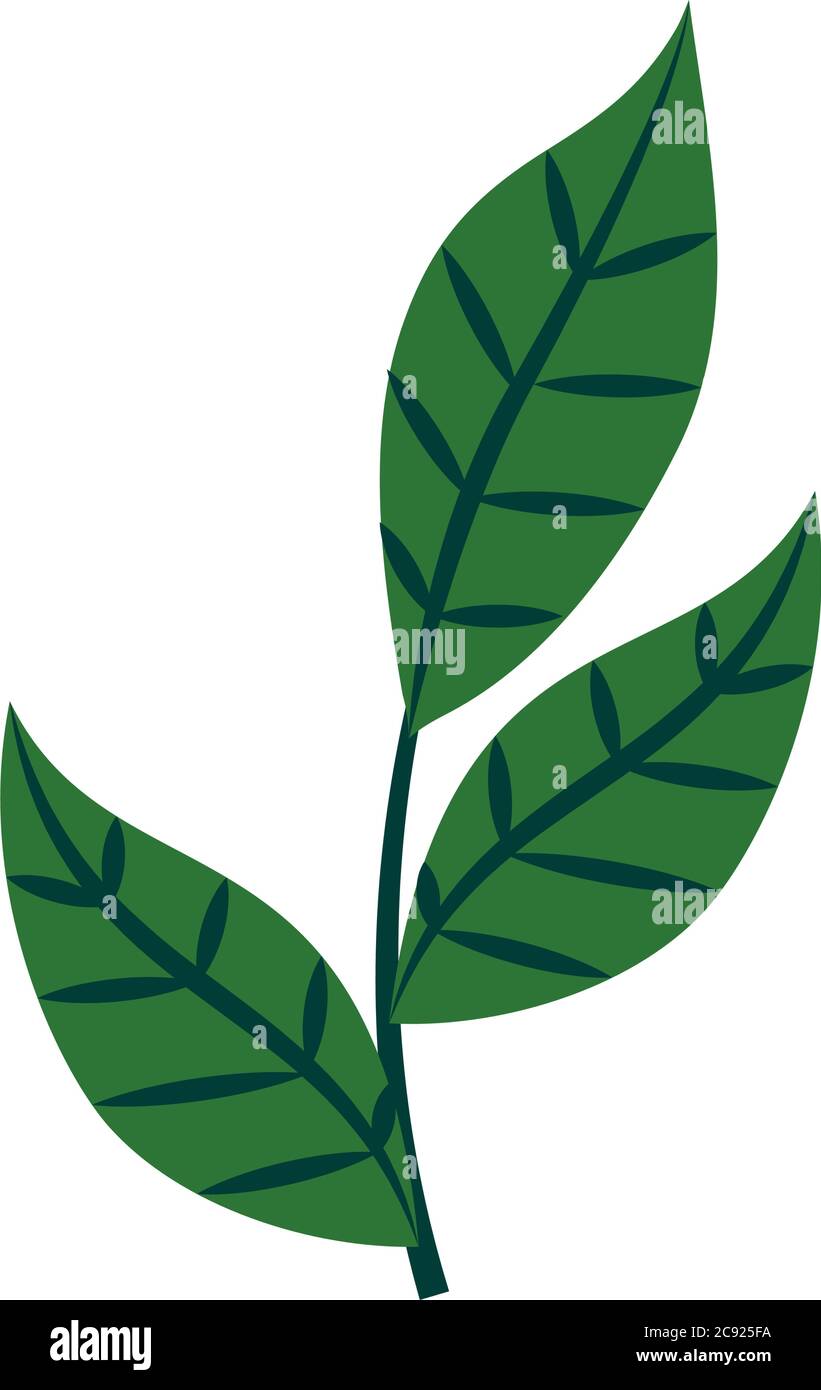 tropical leaf flat style icon design of Natural floral nature and plant ...