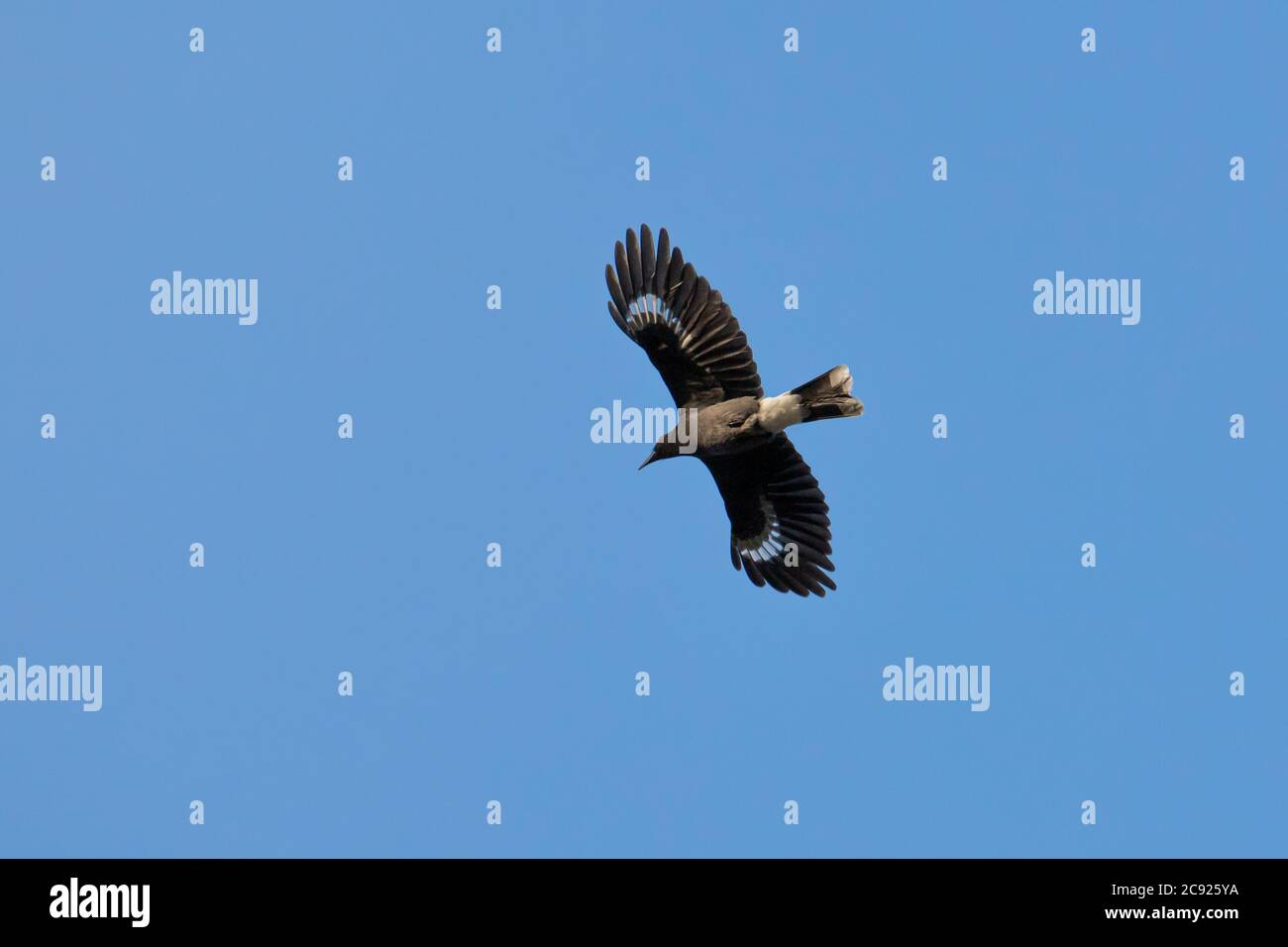 Pied raven hi-res stock photography and images - Alamy