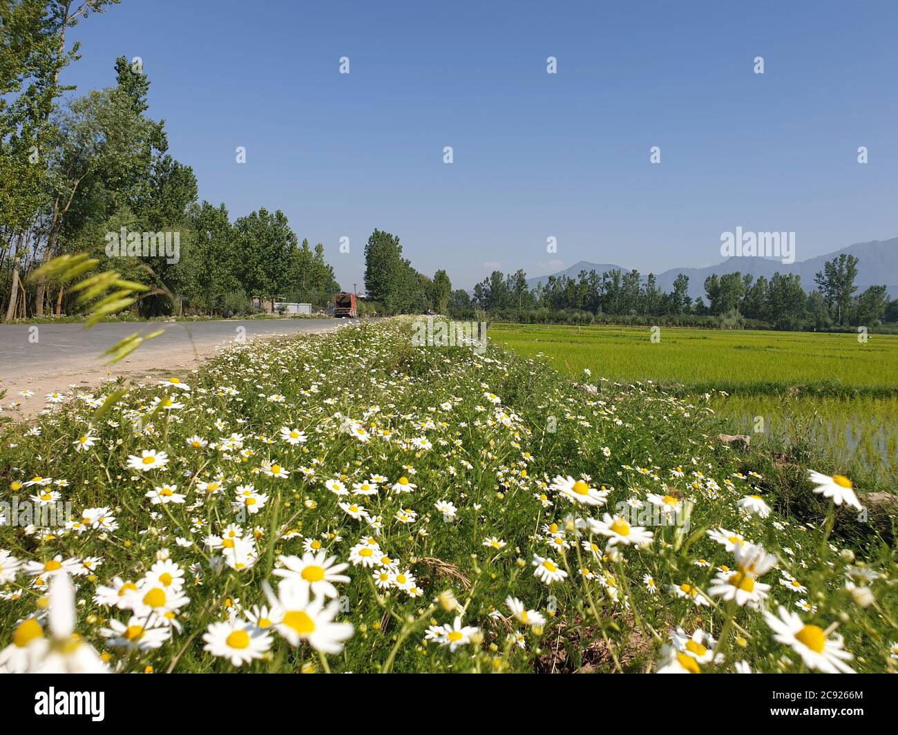 Field green nature landscape sky blue hi-res stock photography and ...