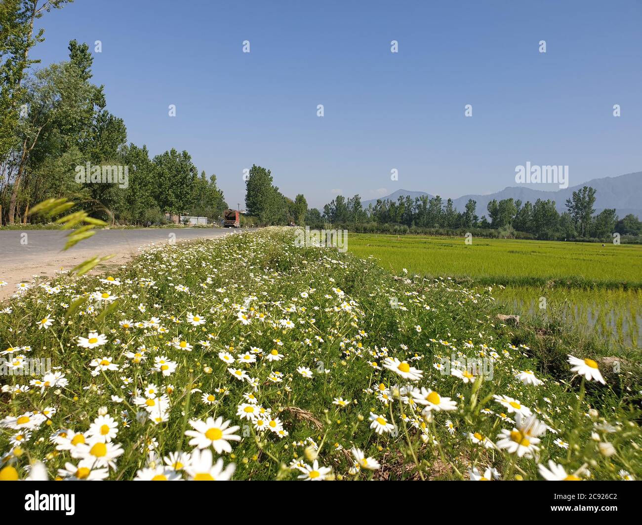 Paddy field in rain hi-res stock photography and images - Alamy