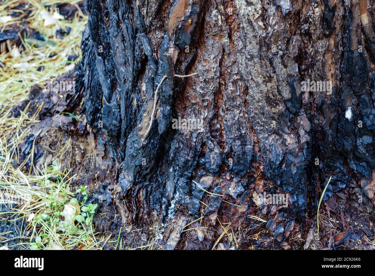 Burn bark hi-res stock photography and images - Alamy