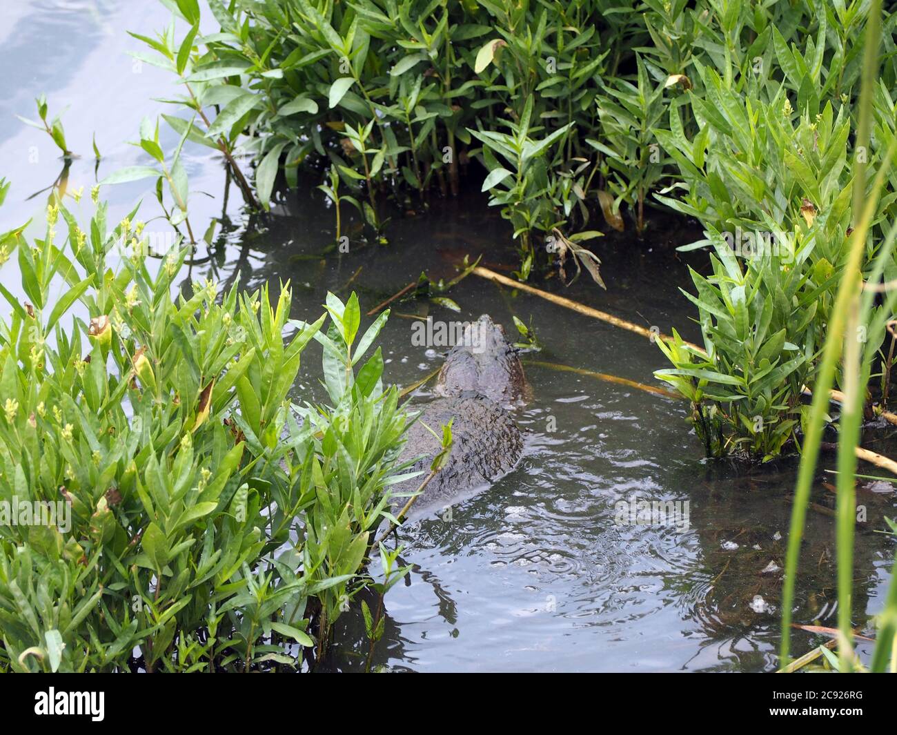 Kansas Freshwater Turtle Natural Pond Environment Stock Photo - Alamy