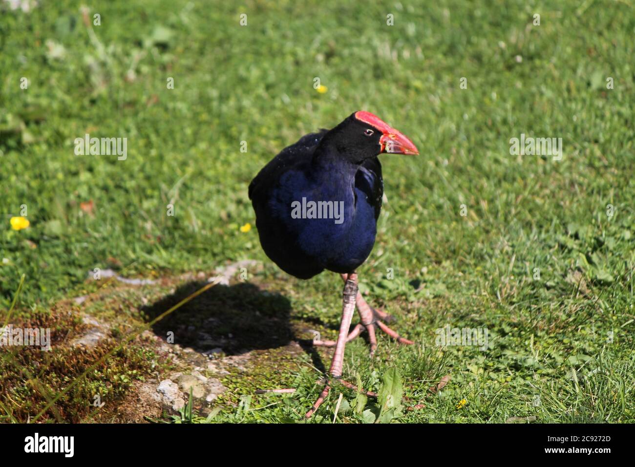 Takahe bird hi-res stock photography and images - Alamy