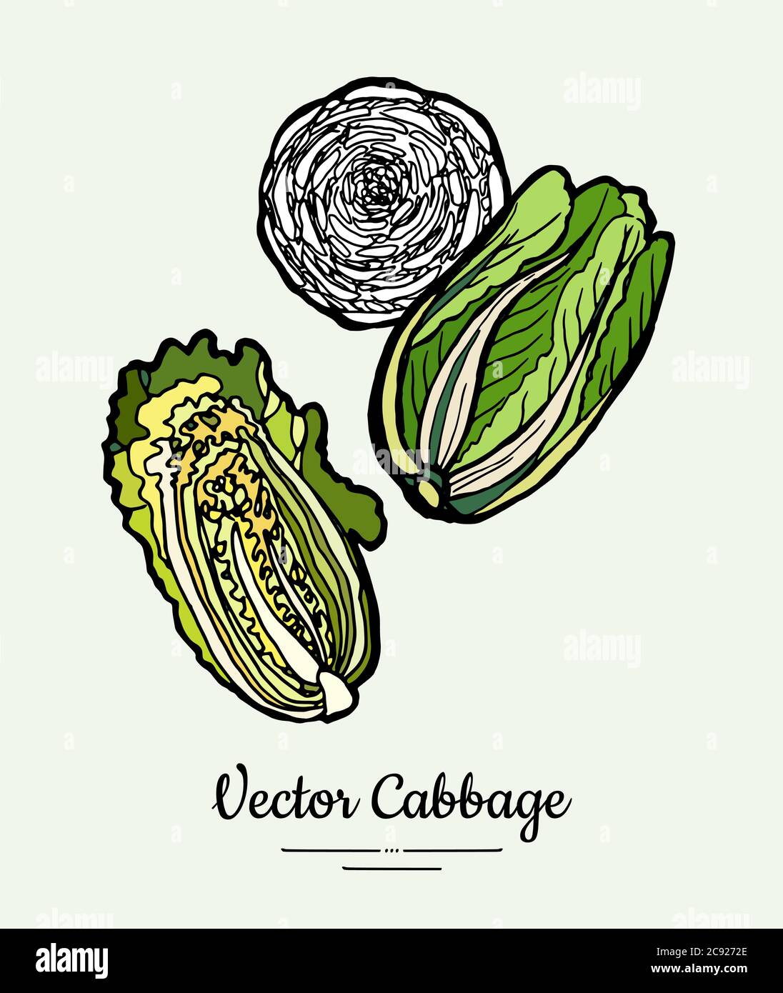 Cabbage hand drawn illustration set. Modern illustration of cabbage ...