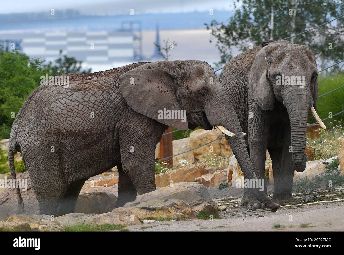 Erfurt, Germany. 28th July, 2020. The elephants Csami (l) and Safari ...