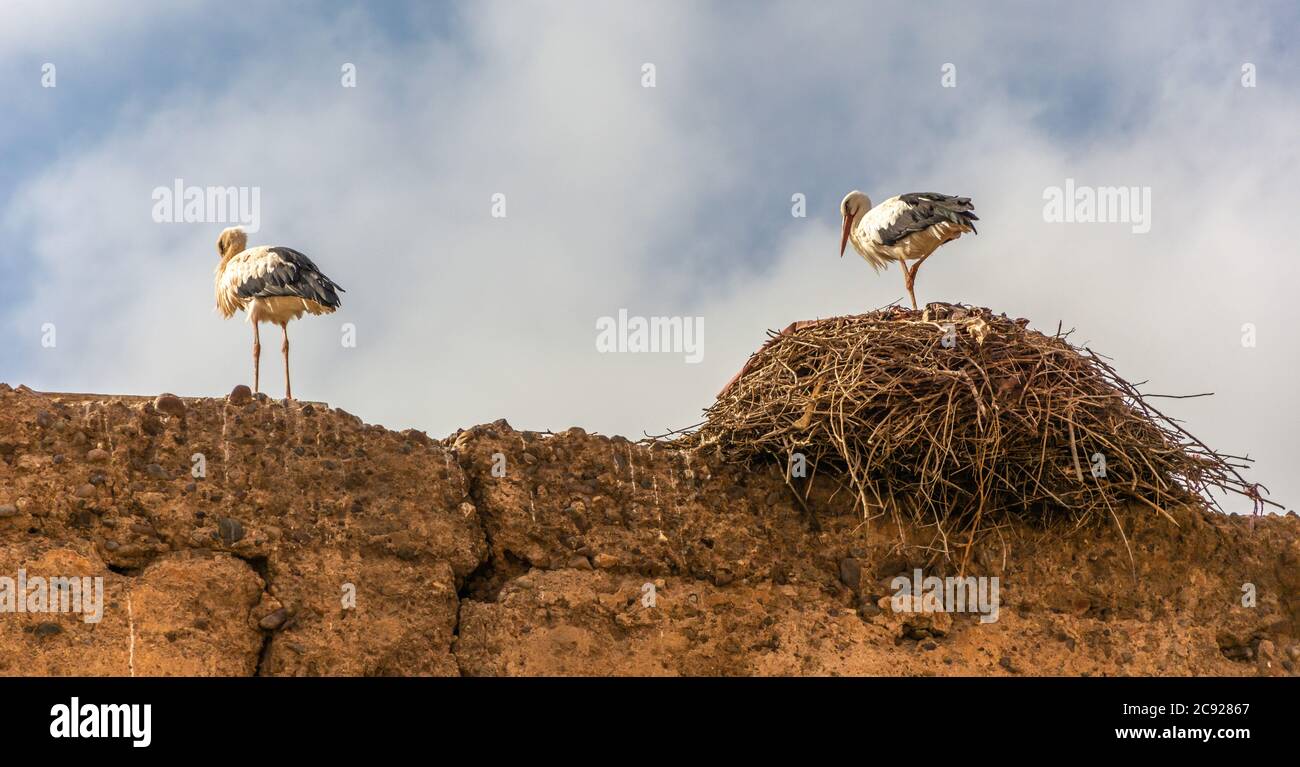 Two stork hi-res stock photography and images - Alamy