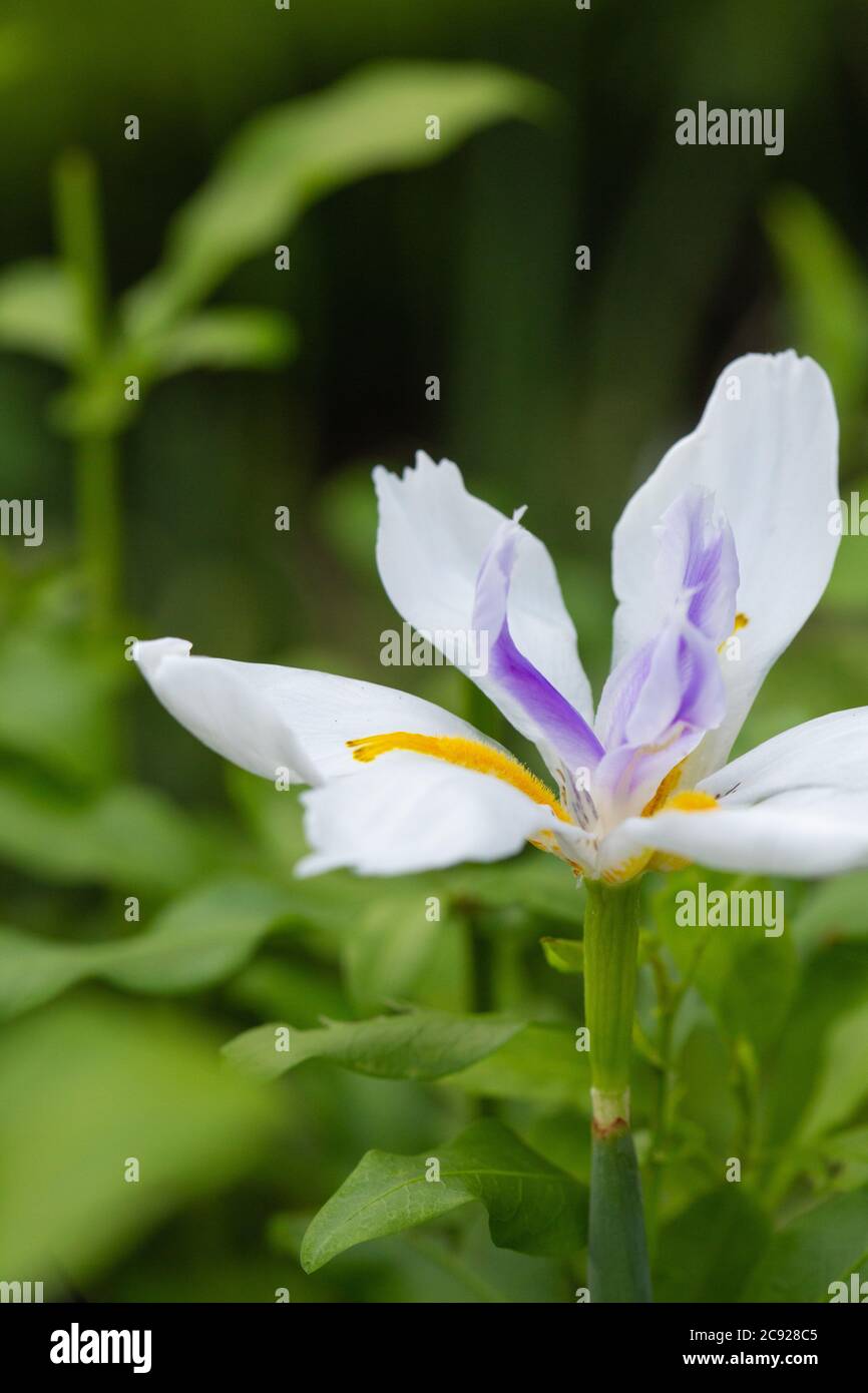 African iris hi-res stock photography and images - Alamy