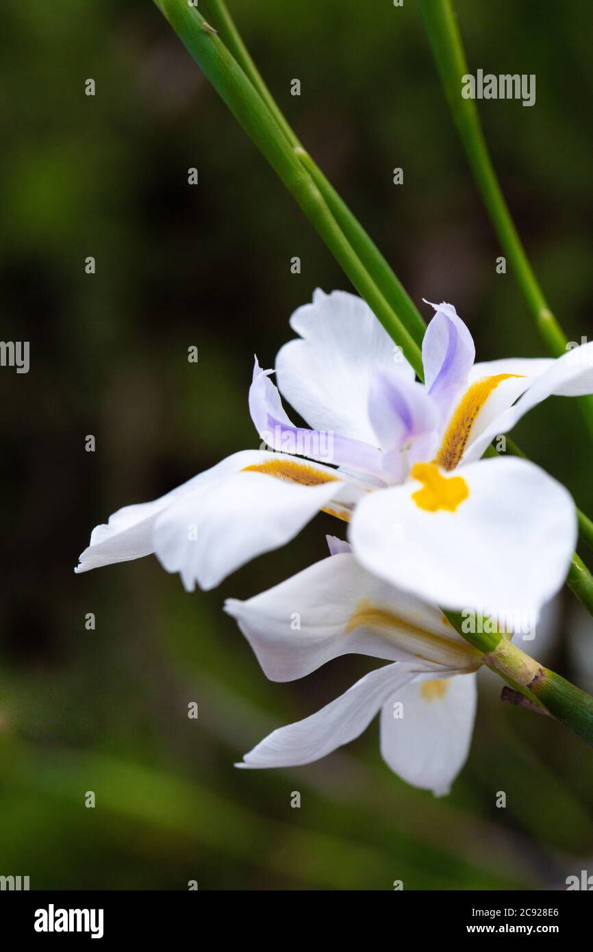 White African Iris Stock Photo - Alamy